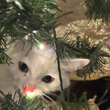 Pretend (Angel's version) by Angel Fangs | BandLab