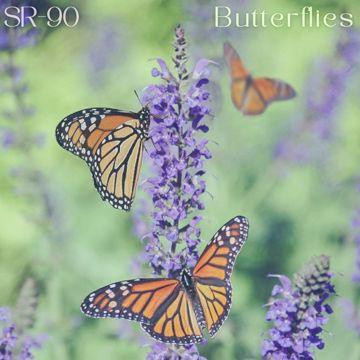 Butterflies by Strontium-90 | BandLab