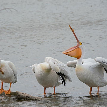 I'll Sleep when I'm DeAd! by Greg Popham | BandLab