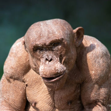 Monkey Phonk by cool dude | BandLab