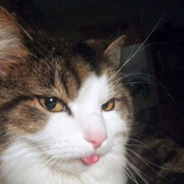 Bleh Cat by (AJR FAN) Emily🐭Culler🐱 | BandLab