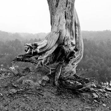 No Roots by steve@baselines.com | BandLab