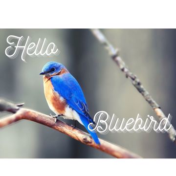 Hello Bluebird by Catherine Woods | BandLab