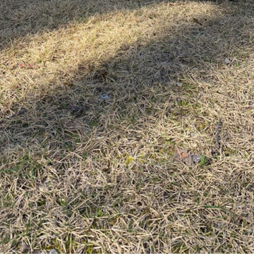 Dangamóré by Anthony Cullum | BandLab