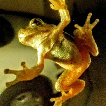 GET OFF THE PHONE JACK by Danny Souris | BandLab