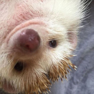 Maila Hekala (@suzybell) • BandLab - Make Music Online