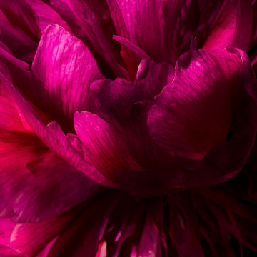 Pink flower (@apul3209) • BandLab - Make Music Online