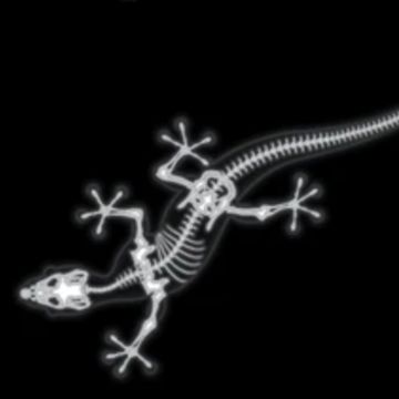 A post by undead lizard | BandLab