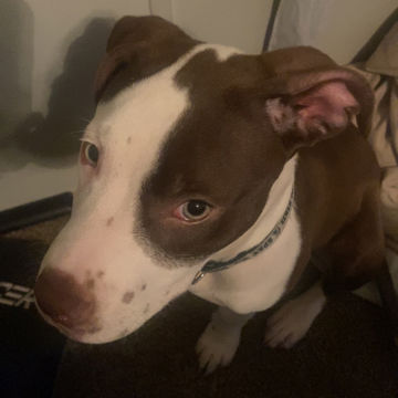 TNB_$toppa (@stoppa_oppa) • BandLab - Make Music Online