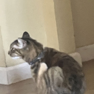 Jaclyn Guerra (@gooby_goop) • BandLab - Make Music Online