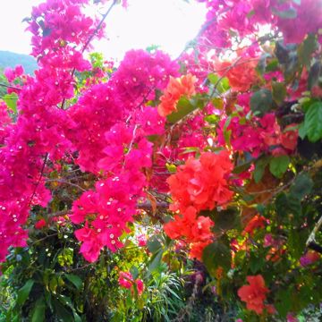 Optimistic Kerr (@doctor_ann_kerr) • BandLab - Make Music Online