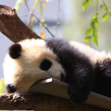 Sarebear (@sarebear13) • BandLab - Make Music Online