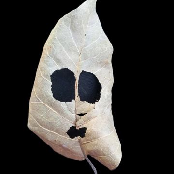 Ivy - Over to ma room ft thebigglatif by IvY | BandLab