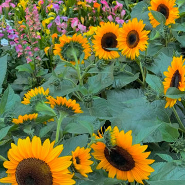 Mandy Willson (@mandy_wills) • BandLab - Make Music Online