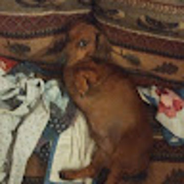 Dallas Rogers (@snoozydog123) • BandLab - Make Music Online