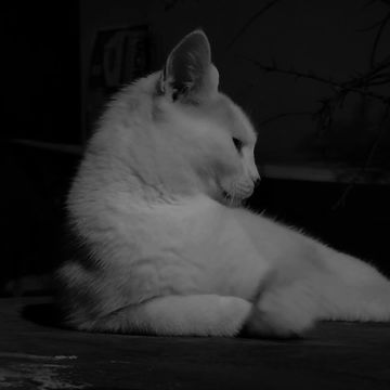 by cas-svenfivezero | BandLab