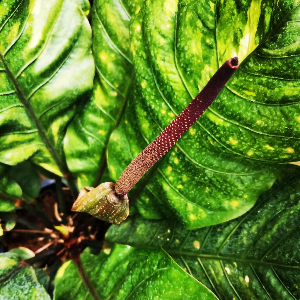 Footprints In Sand by Nerse | BandLab